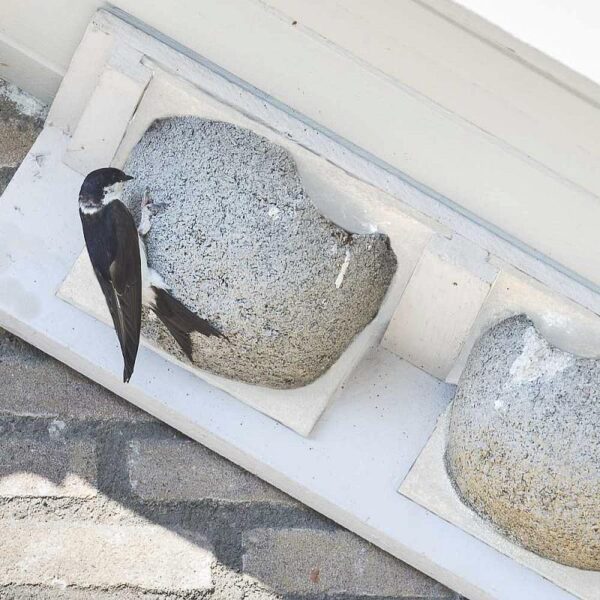 KN HZ 09 Huiszwaluw nest